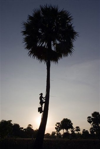 Sugar Palm (Borassus flabellifer): The National Tree of the Kingdom of ...