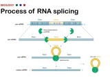 Splicing Rna Processing Charts Diagrams Graphs