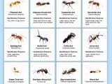 Ant Identification Chart Species By Size Color And Behavior