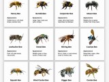 Bee Identification Chart Bee Species By Size Color And Unique Markings
