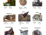 Bird Egg Identification Chart Type Size Regional Birds