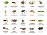 Bug Identification Chart Common Household Garden Bugs With Pictures