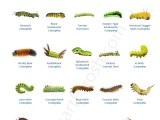 Caterpillar Identification Chart Types Color Guide