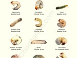 Bird Egg Identification Chart Type Size Regional Birds