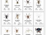 Idaho Spider Identification Chart Vhktx