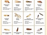 Termite Size Chart Subterranean Termites How To Identify And Get Rid