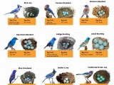 Blue Bird Egg Identification Chart Identify Egg By Color Size