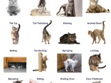 Cat Behavior Chart Decode Your Cat S Strange Actions