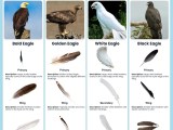 Eagle Feather Identification Chart Detailed Guide With Pitchers