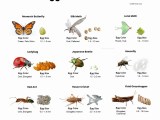 Insect Egg Identification Chart Species Egg Shape Color And Size