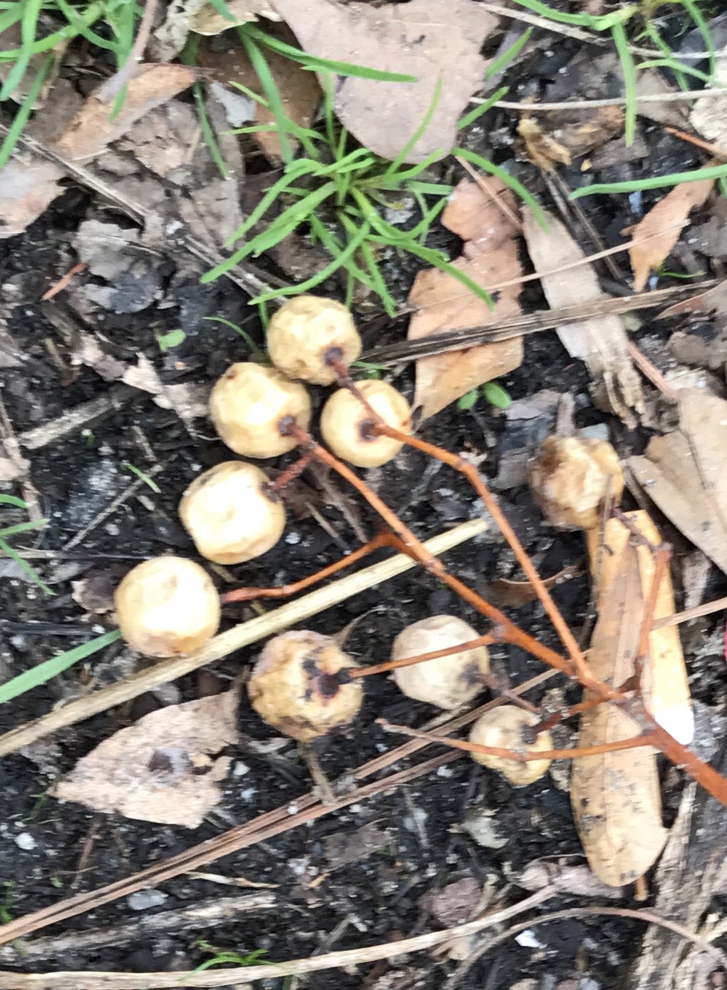 Chinaberry, Melia azedarach – ChasingTrees