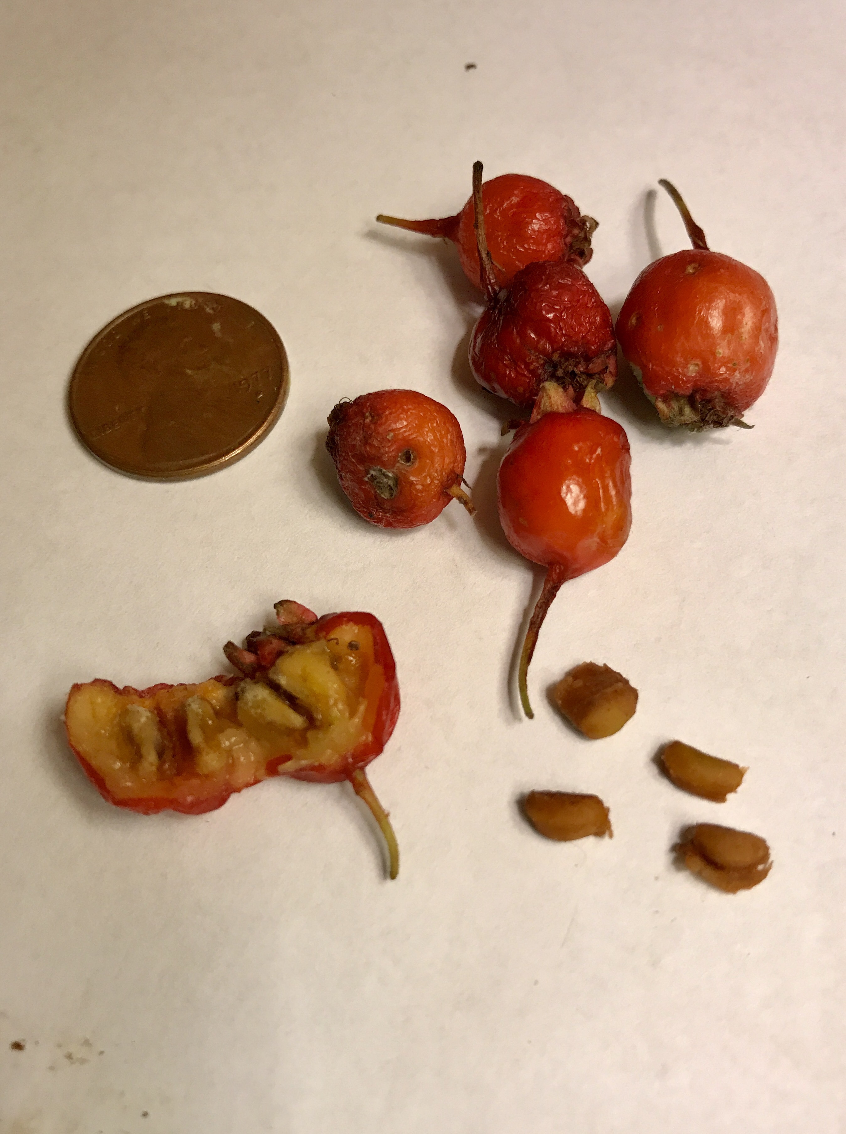 Hawthorn, Crataegus various species – ChasingTrees