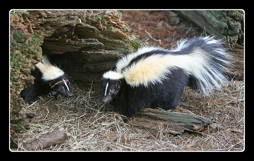 Facts to Know about Solitary Animals | Cheche Winnie