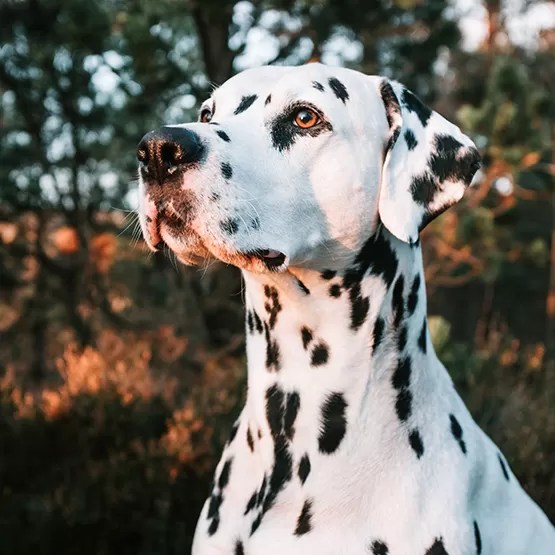 Guia completo sobre Dálmata - Chemitec®