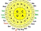 Amino Acid Sequence Example