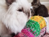 With Proper Care Rabbits Can Make Great Pets Chesapeake Humane Society