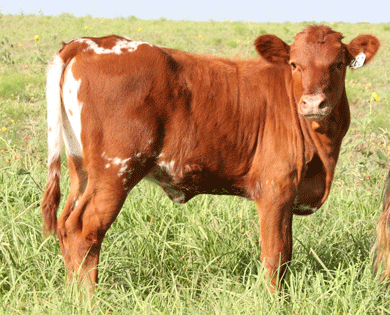 Heifers for Women - Chicago Reader