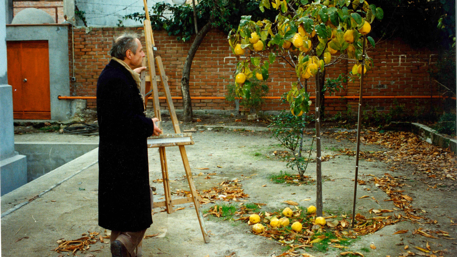 Quince Tree Vranja Patio Fruit Trees Sutton Seeds