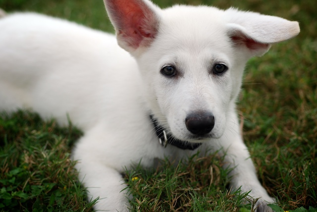 Puppy Alert | Chicken Fried Everything