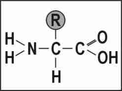 Gli amminoacidi: struttura e proprietà - Chimicamo