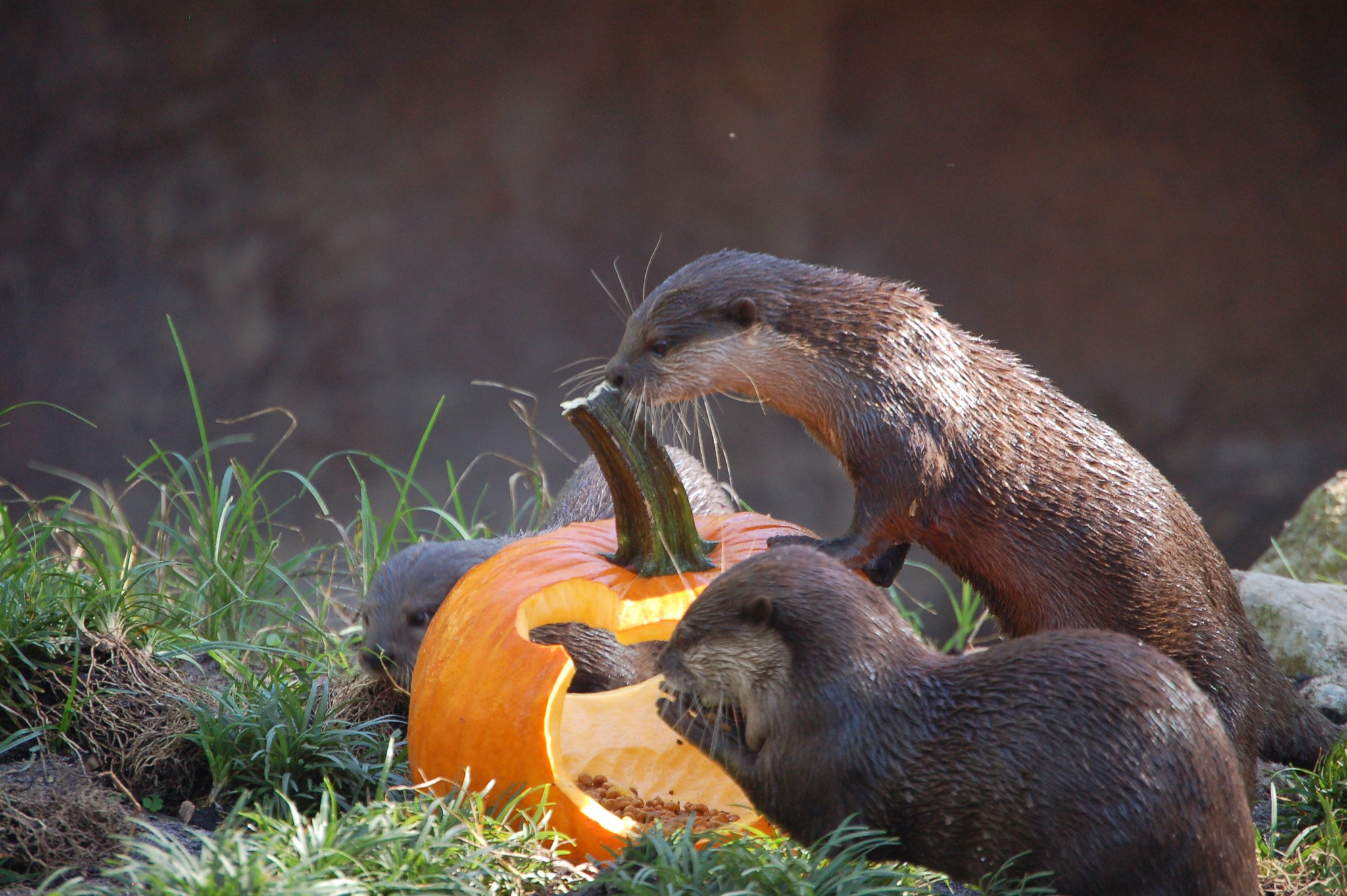 otter