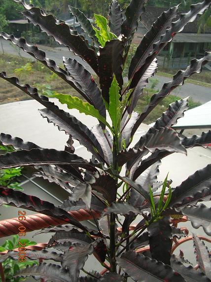 Puring = Si Daun Indah « Cicie Kusumadewi