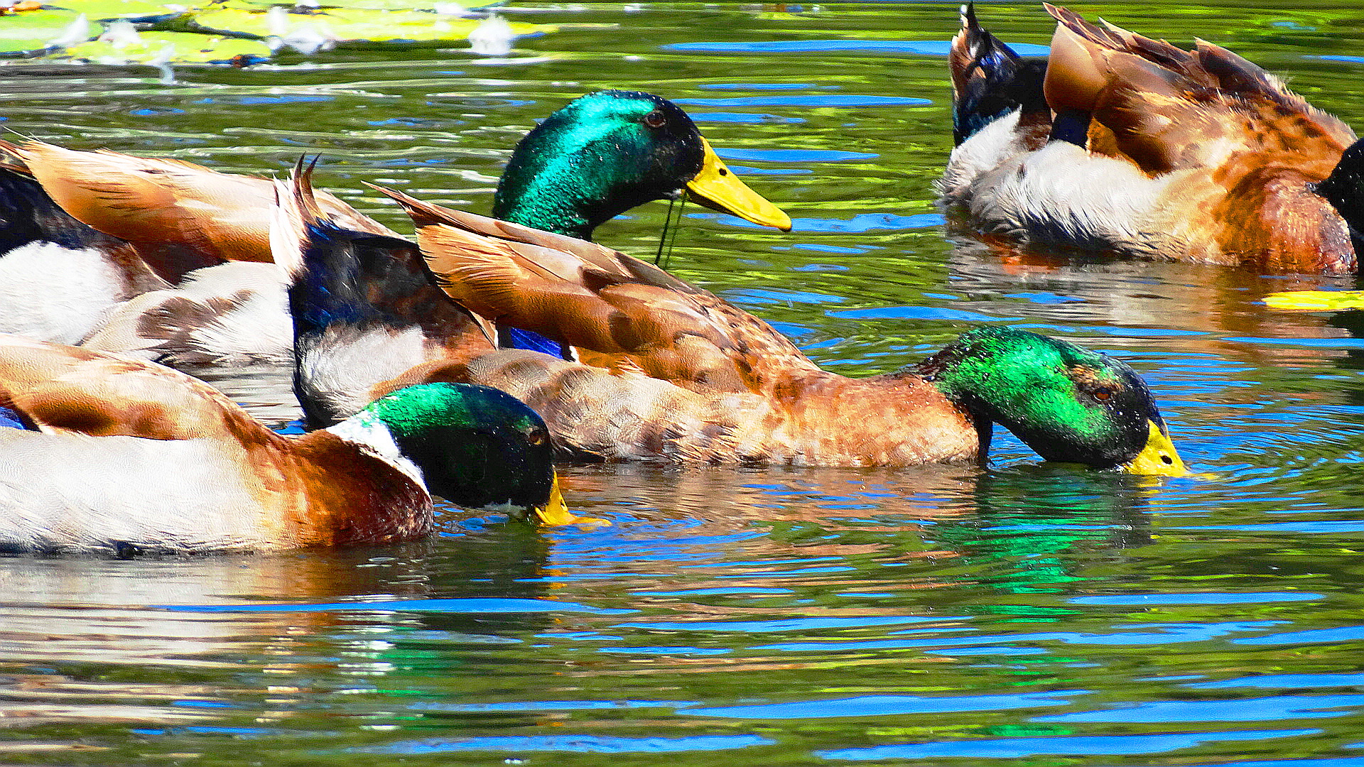 Pondering Life is a Pond! – Cindy Knoke