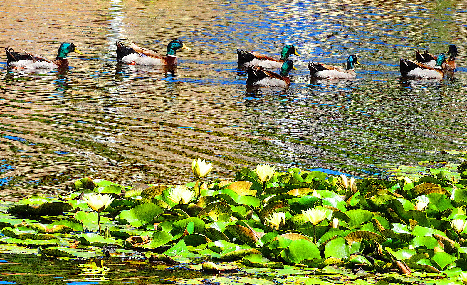 Pondering Life is a Pond! – Cindy Knoke