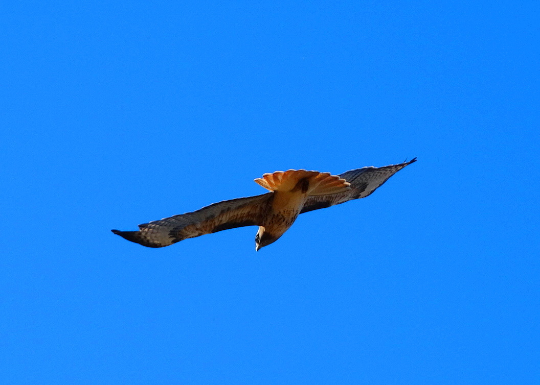 Fight & Flight: Red Tailed Hawks~ – Cindy Knoke