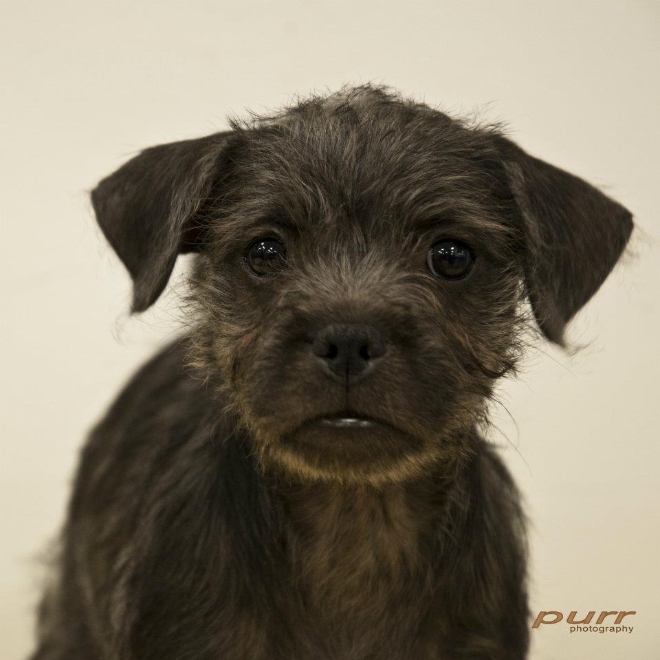 Furry Friend Friday: Vampire - CindyLusMuse