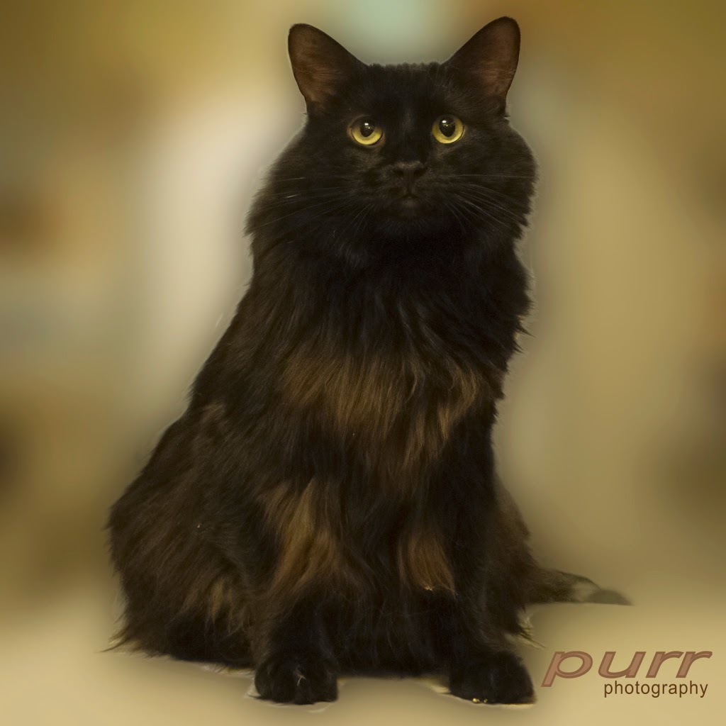 Fab Feline Friday: Wizard - CindyLusMuse