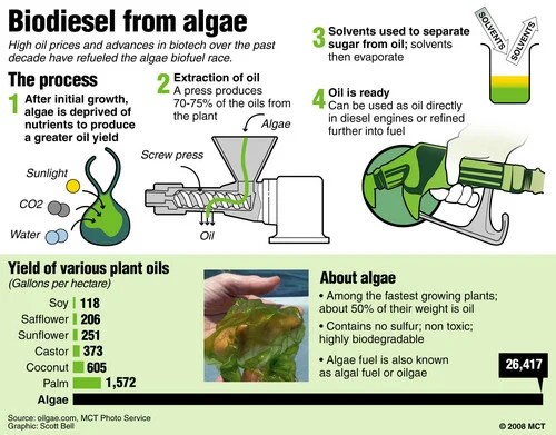 BIODIESEL From Algae - Civil Engineers PK