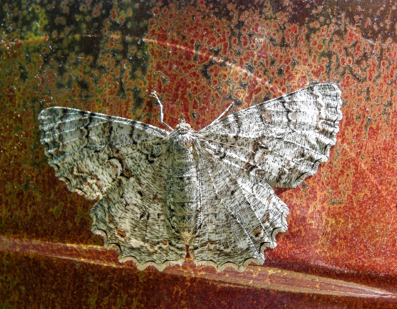 On Moths and Rust — Classical Christianity