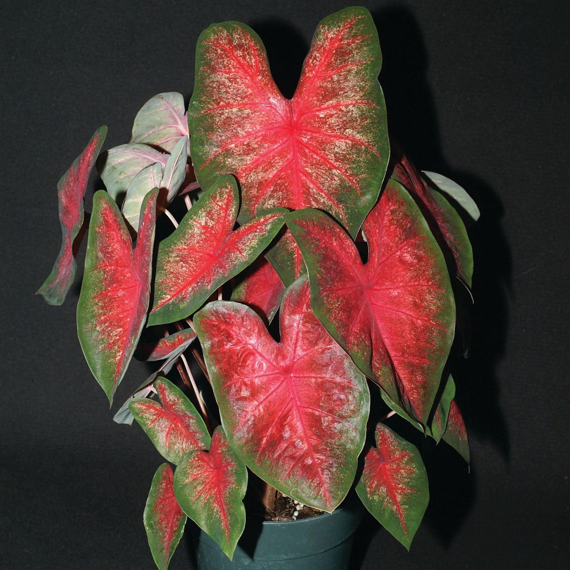 Bombshell Caladium Bulbs Classic Caladiums