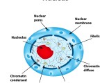 Function Of Nucleus Class 9 Cbse Class Notes Online Classnotes123