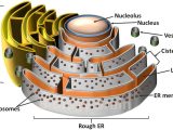 Endoplasmic Reticulum Class 9 Definition Location Structure 2