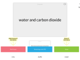 Flashcards