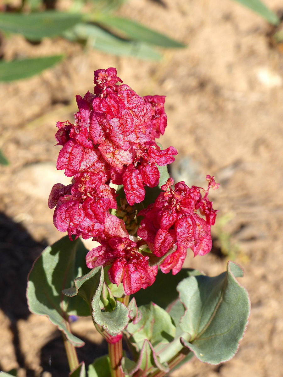 Salvation Jane and Ruby Dock: Colour & Inspiration Tuesday - Clever ...