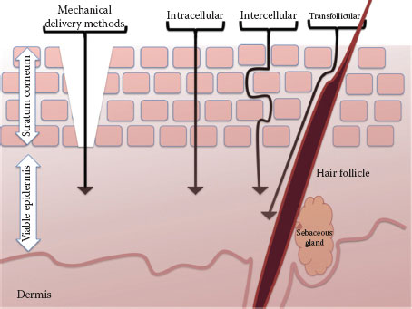 Skin Structure and Function | Clinical Gate