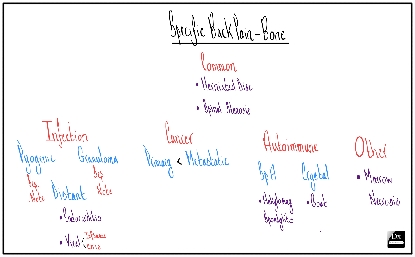 Bony Back Pain Overview – The Clinical Problem Solvers