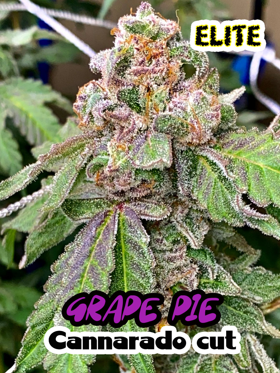 Grape Pie - CloneySoprano