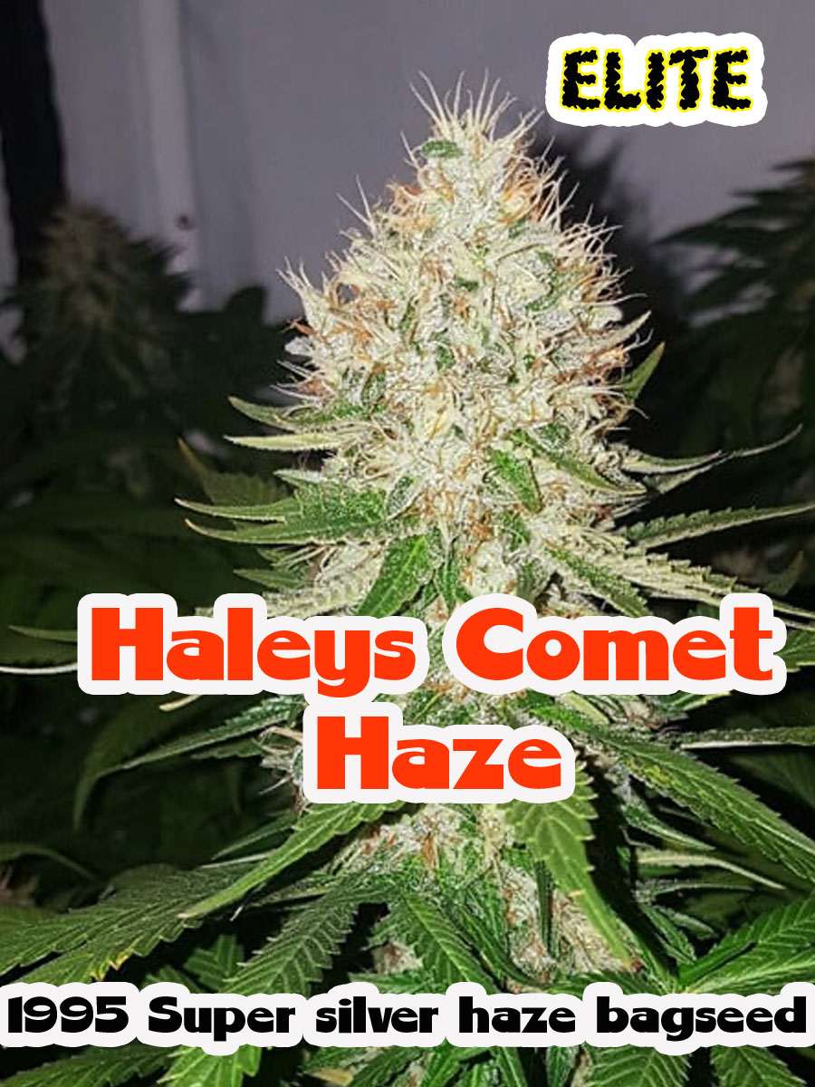 Haleys Comet Haze - CloneySoprano