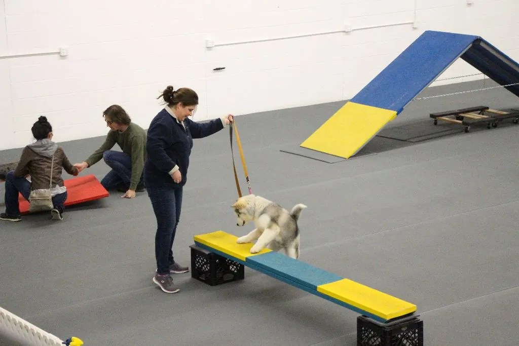 Fun Activities To Do With Your Dog At Cloud Nine - Cloud Nine Dog ...