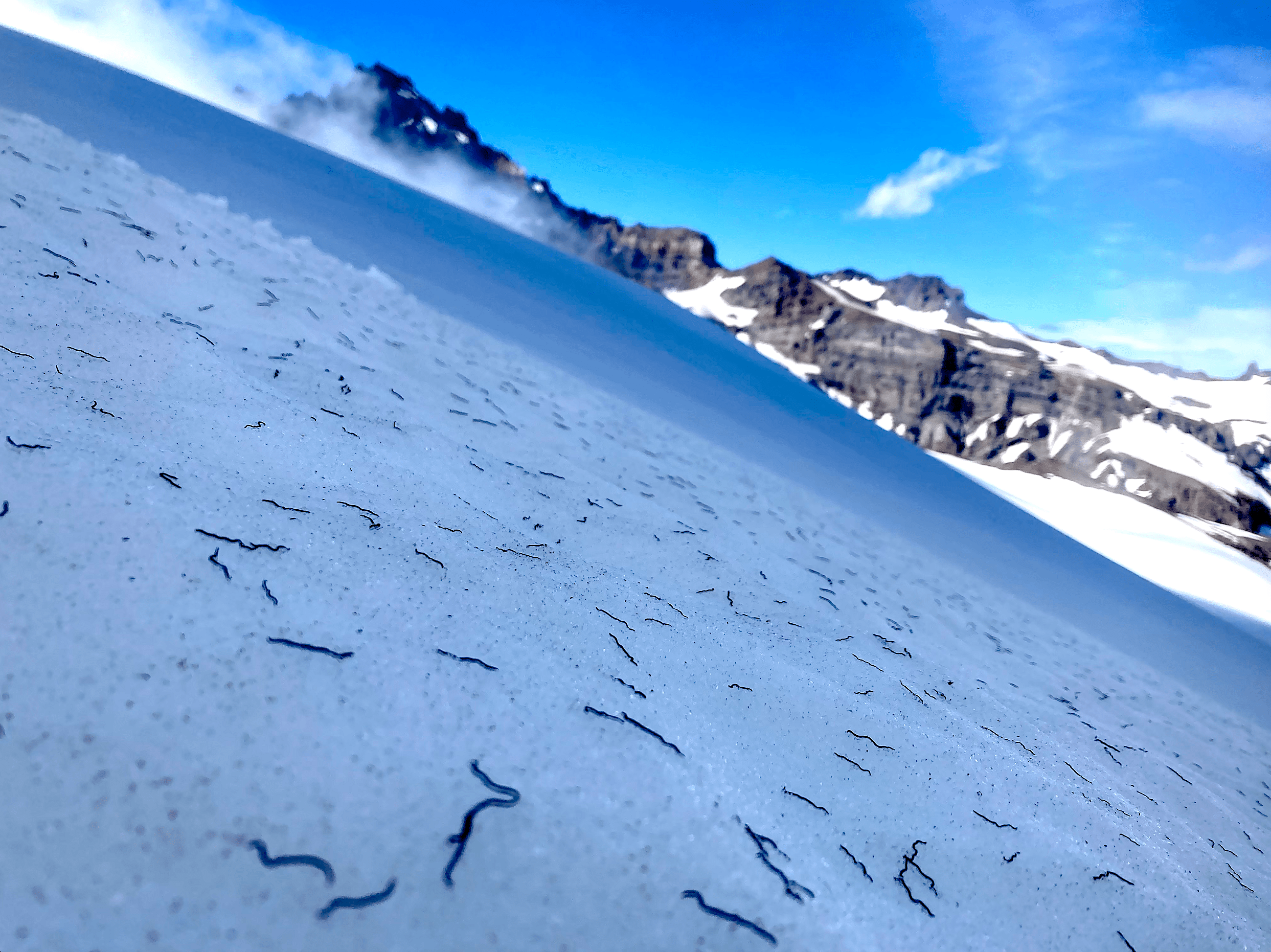 It’s happening’: Ice worms emerge in Pacific Northwest glaciers – Wake ...