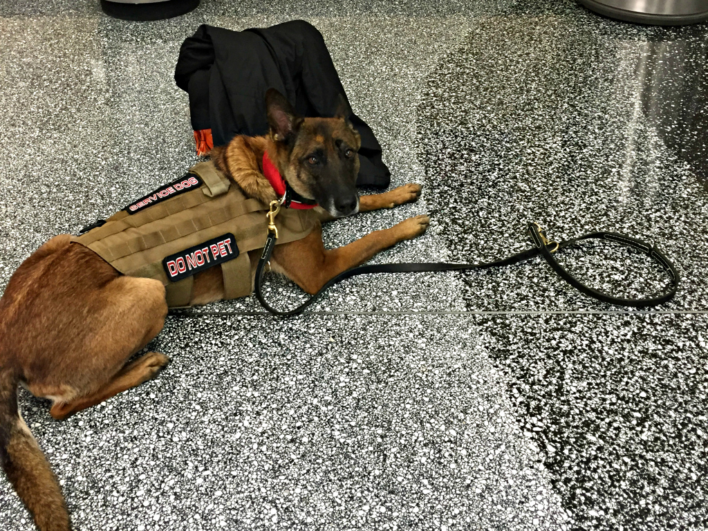 What Happened To Cujo The Dog