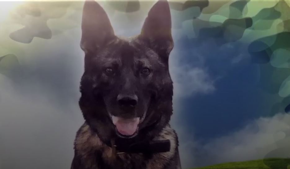 'Hero Dogs' Season 4 Has Released on Fox Nation Bringing Us More ...