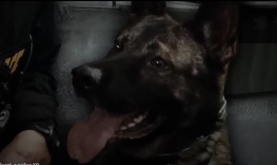 'Hero Dogs' Season 4 Has Released on Fox Nation Bringing Us More ...