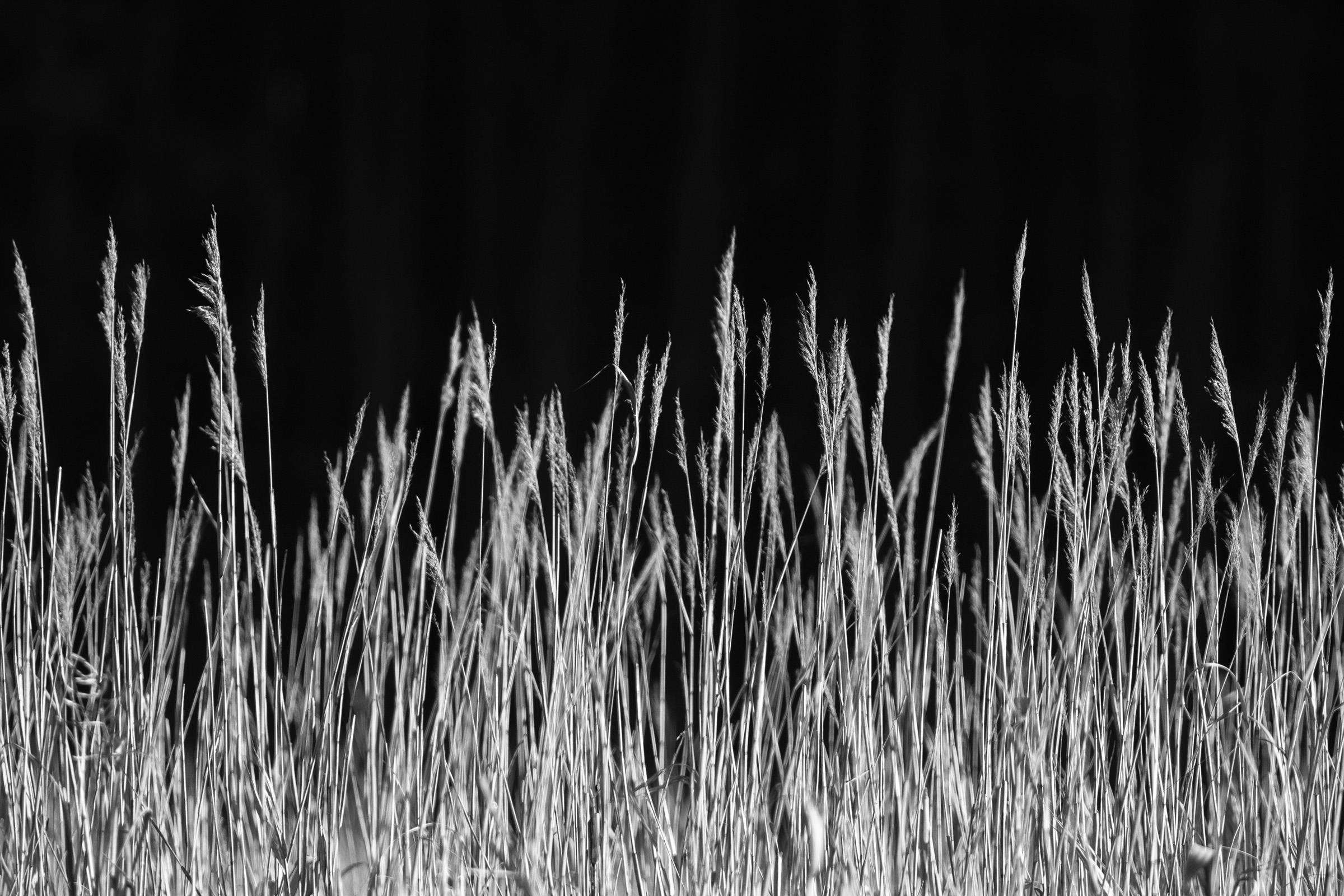 Colonial Nature Photography Club | The Colonial Nature Photography Club ...