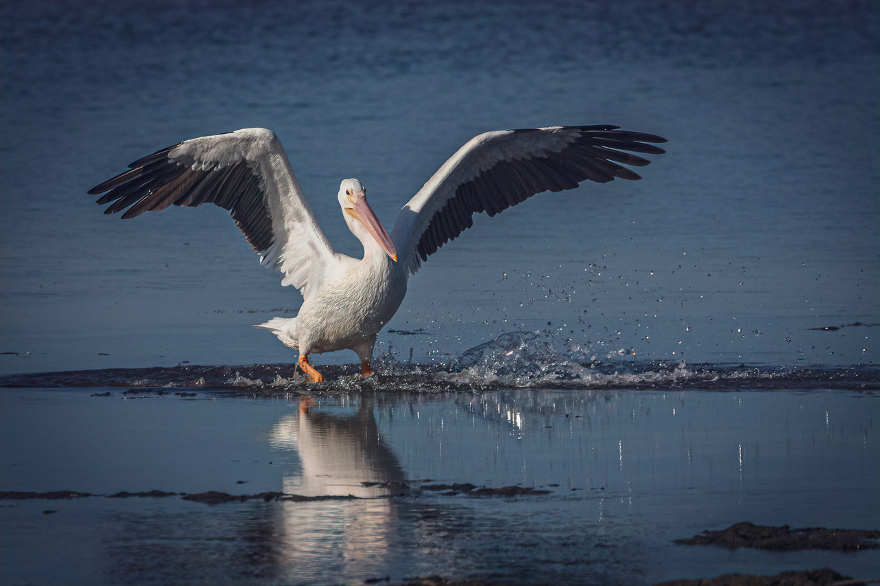 Colonial Nature Photography Club | The Colonial Nature Photography Club ...
