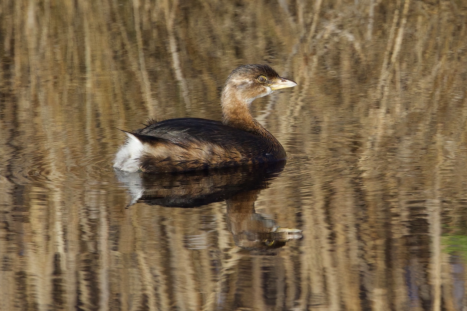 Colonial Nature Photography Club | The Colonial Nature Photography Club ...